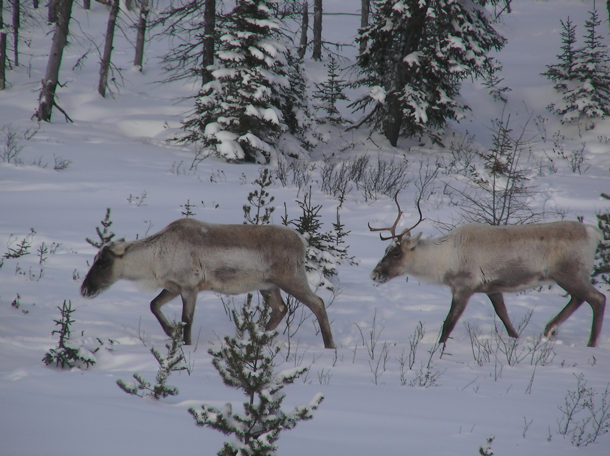 На Юконе увеличилась пострадавшая от волков популяция карибу – GoArctic.ru – Портал о развитии ...